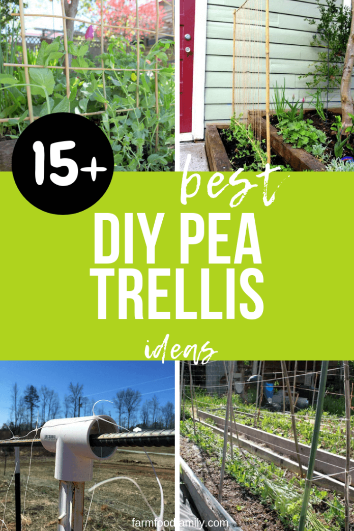 15+ DIY Pea Trellis Ideas for Productive & Beautiful Gardens (2024)