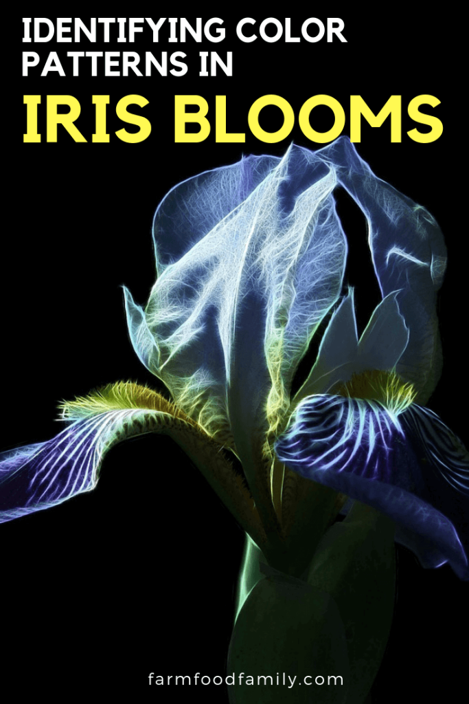 Identifying Color Patterns in Iris Blooms - FarmFoodFamily