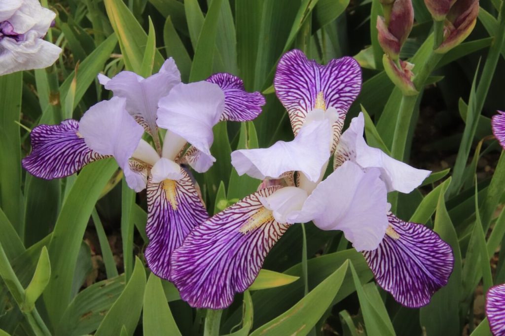 Identifying Color Patterns in Iris Blooms - FarmFoodFamily