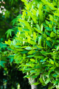 Fly Repellents: 10 Best Plants That Repel Flies [Naturally]