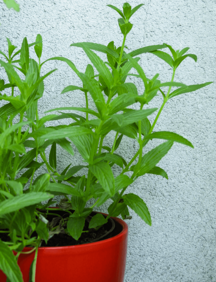 Natural Tick Repellents: 8 Plants That Repel Ticks For Humans & Kids