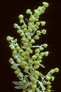 Natural Flea Repellents: 17 [BEST] Plants That Repel Fleas