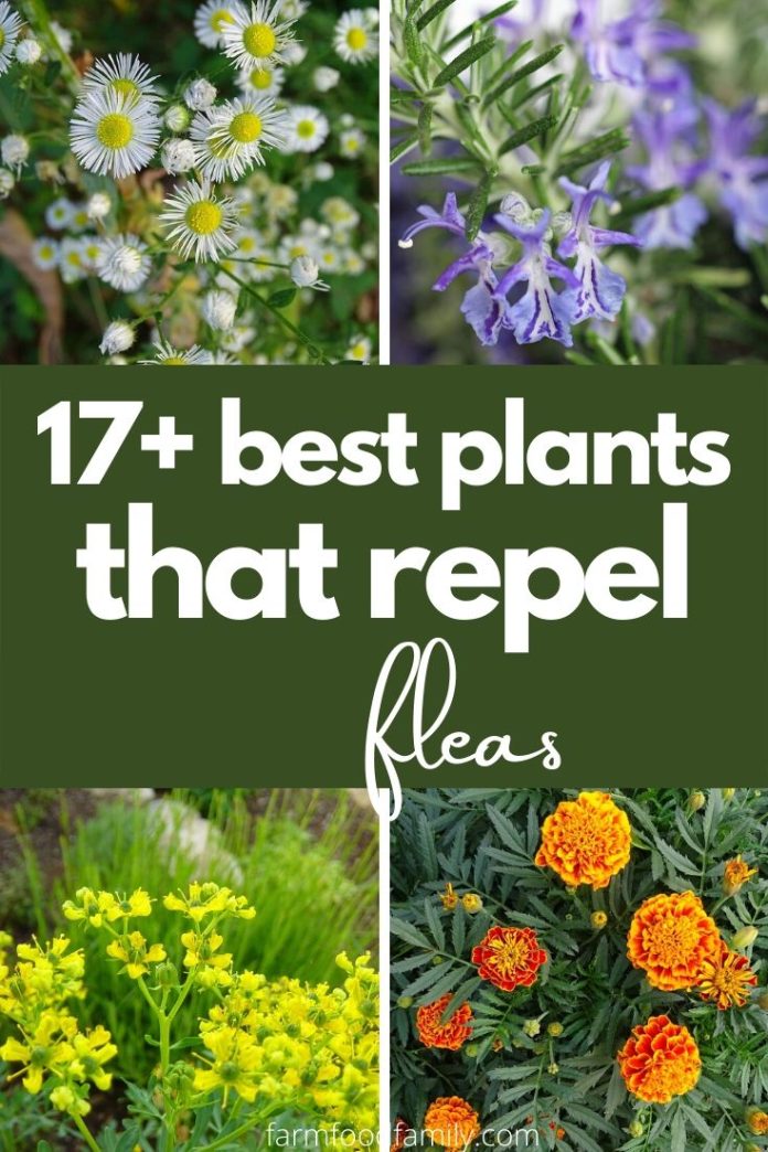 Natural Flea Repellents: 17 [BEST] Plants That Repel Fleas