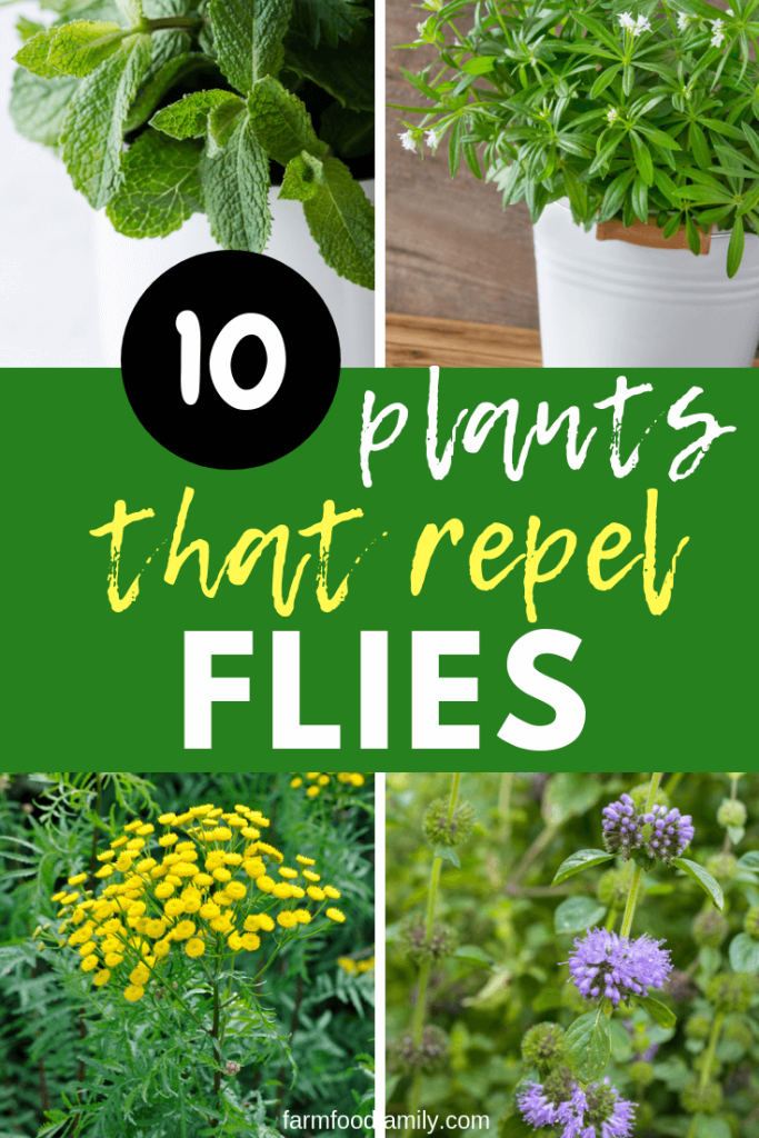 Fly Repellents: 10 Best Plants That Repel Flies [Naturally]