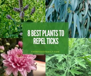 Natural Tick Repellents: 8 Plants That Repel Ticks For Humans & Kids