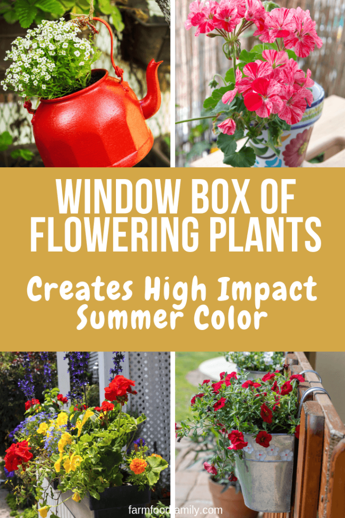Window Box of Flowering Plants Creates High Impact Summer Color