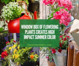 Window Box of Flowering Plants Creates High Impact Summer Color