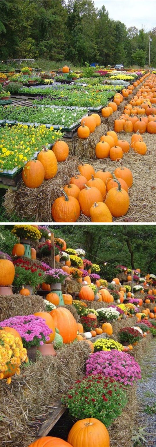 45+ Gorgeous Fall Harvest Display Ideas to Elevate Your Decor 2024