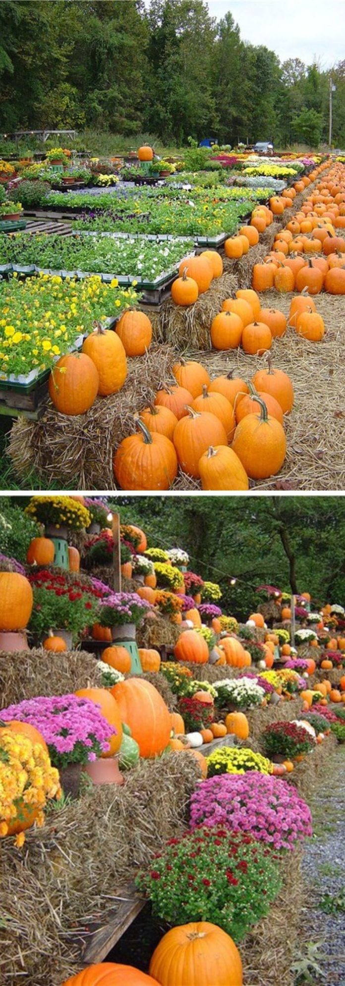 45+ Gorgeous Fall Harvest Display Ideas to Elevate Your Decor 2024