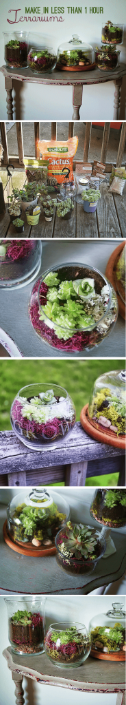 15+ Best Indoor Tabletop Garden Ideas & Designs For 2024