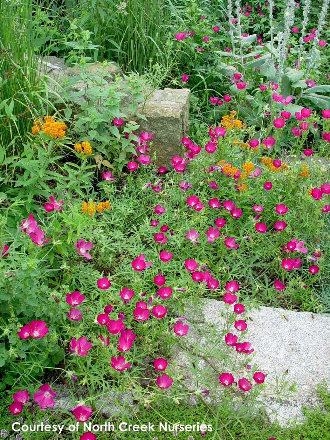17+ Sloping Garden Ideas with Ground Covers - FarmFoodFamily