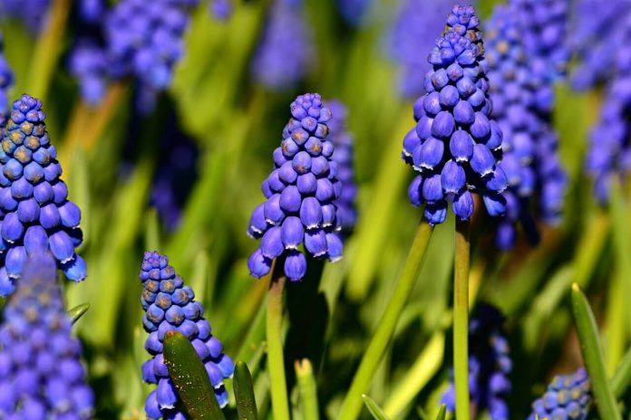Plant Fall Bulbs for a Spring Garden
