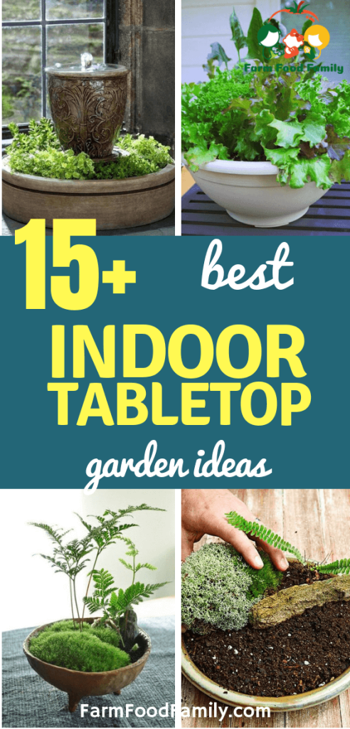 15+ Best Indoor Tabletop Garden Ideas & Designs For 2024