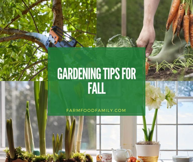 Tips For Preparing The Yard and Garden For Fall