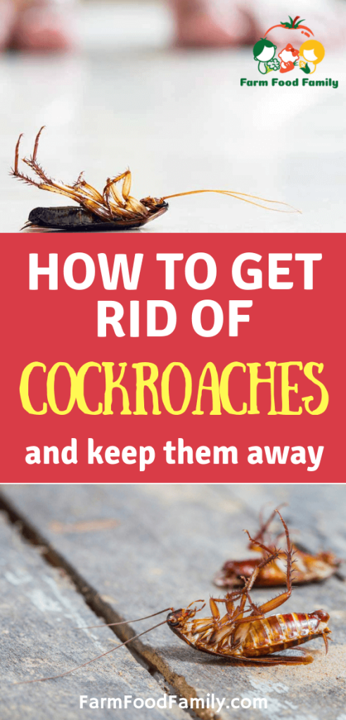 How to Get Rid of Cockroaches and Keep Them Away - FarmFoodFamily