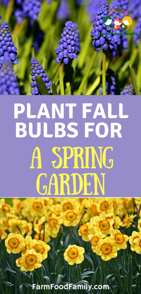 Plant Fall Bulbs for a Spring Garden