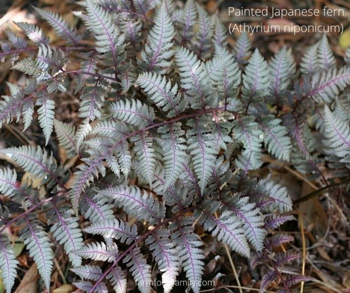 48+ Types Of Ferns (Indoor, Outdoor, Aquarium) With Photos