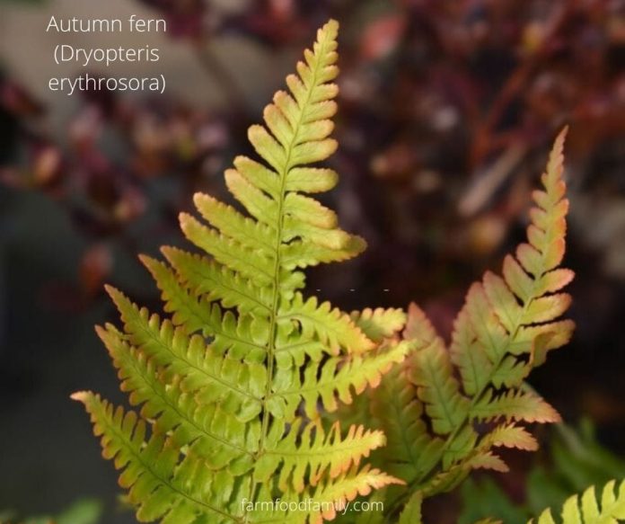 48+ Types Of Ferns (Indoor, Outdoor, Aquarium) With Photos