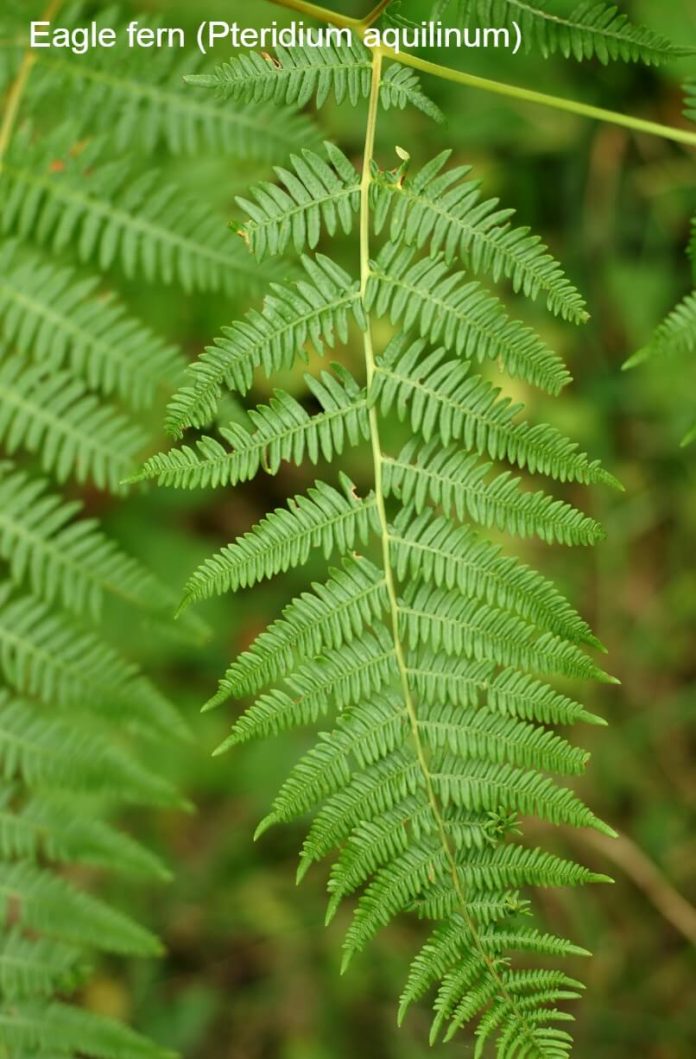 48+ Types Of Ferns (Indoor, Outdoor, Aquarium) With Photos