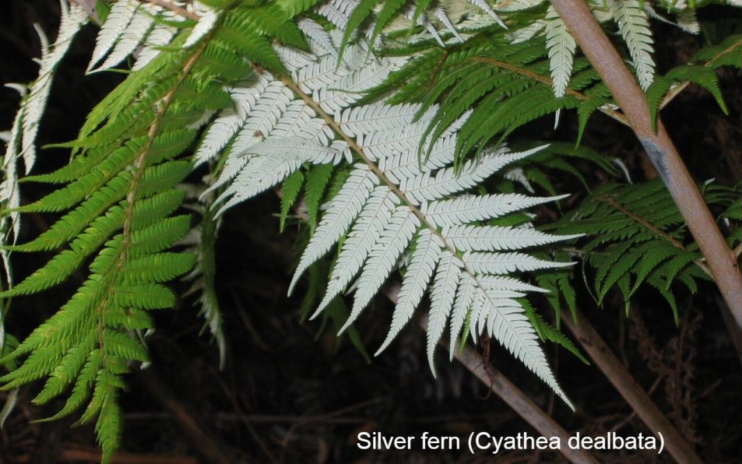 48+ Types Of Ferns (Indoor, Outdoor, Aquarium) With Photos