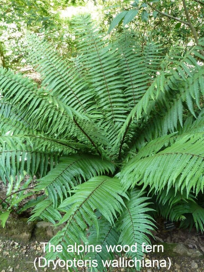 48+ Types Of Ferns (Indoor, Outdoor, Aquarium) With Photos