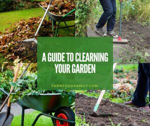 A Guide To Cleaning Your Garden Throughout The Year