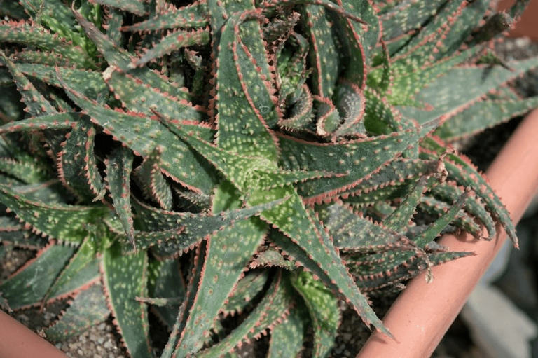 118+ Different Types Of Succulents With Names and Pictures 🌵