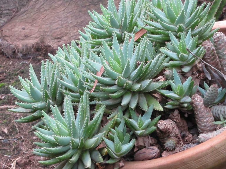 118+ Different Types Of Succulents With Names and Pictures 🌵