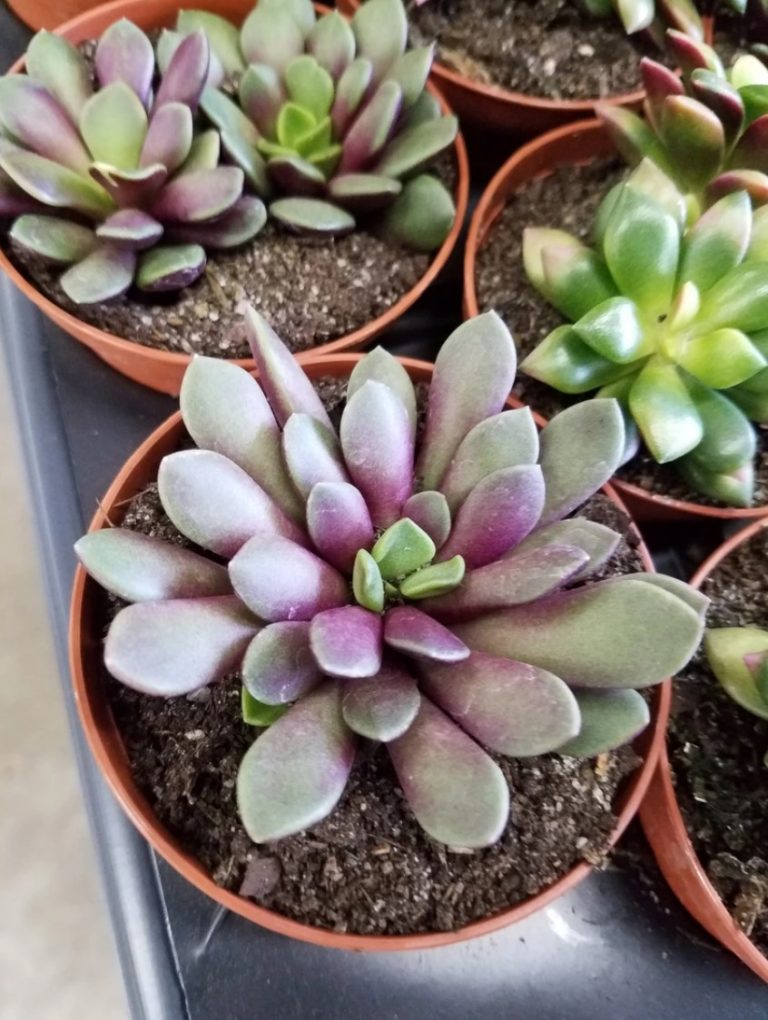 118+ Different Types Of Succulents With Names and Pictures 🌵