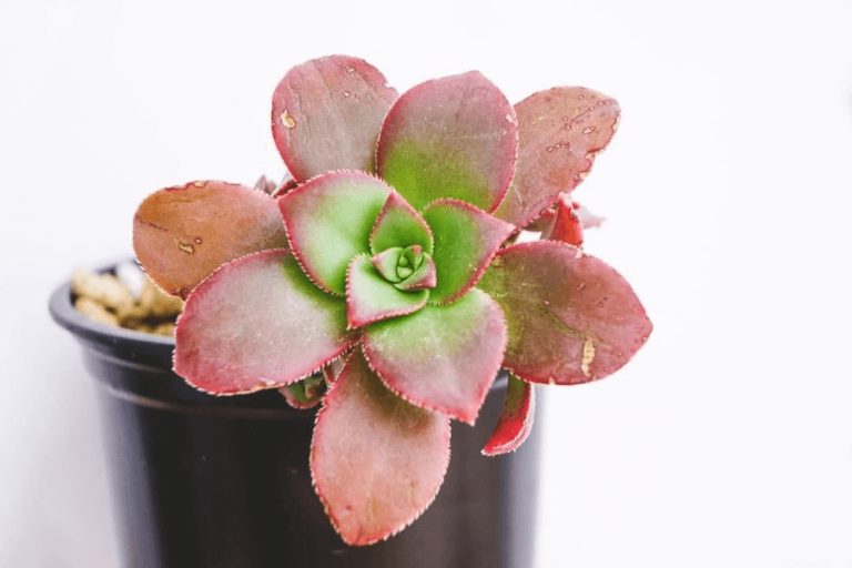 118+ Different Types Of Succulents With Names and Pictures 🌵