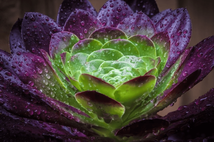 118+ Different Types Of Succulents With Names and Pictures 🌵