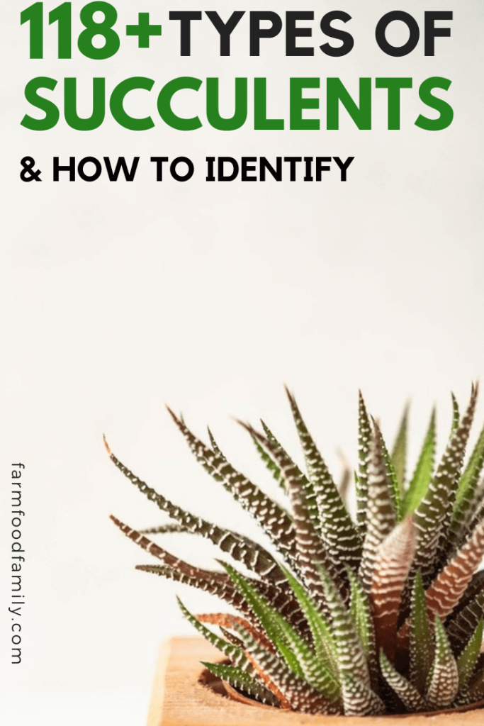 118+ Different Types Of Succulents With Names and Pictures 🌵