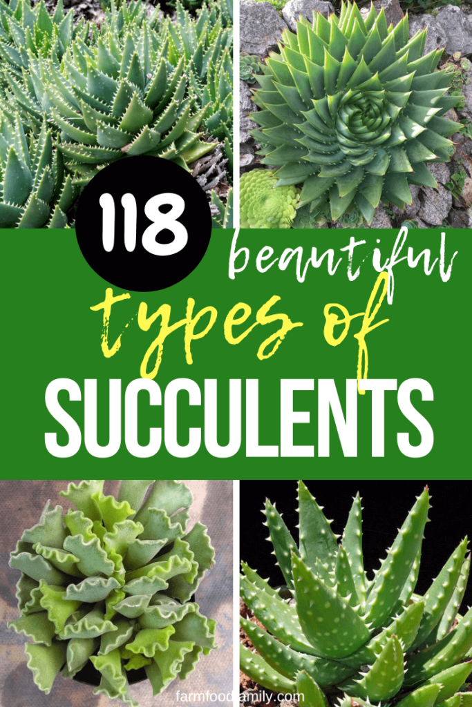 118+ Different Types Of Succulents With Names and Pictures 🌵
