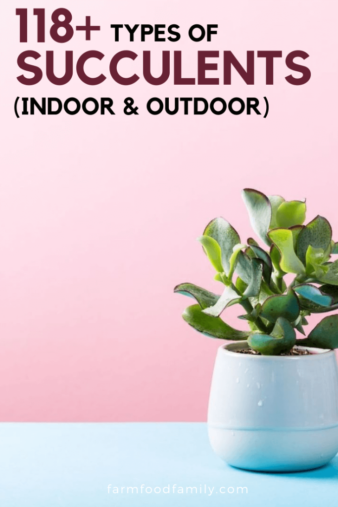 118+ Different Types Of Succulents With Names and Pictures 🌵