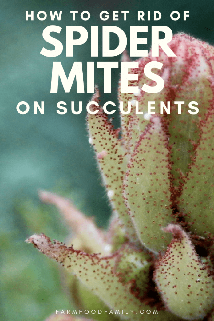 5 Natural Ways To Get Rid Of Spider Mites on Succulents