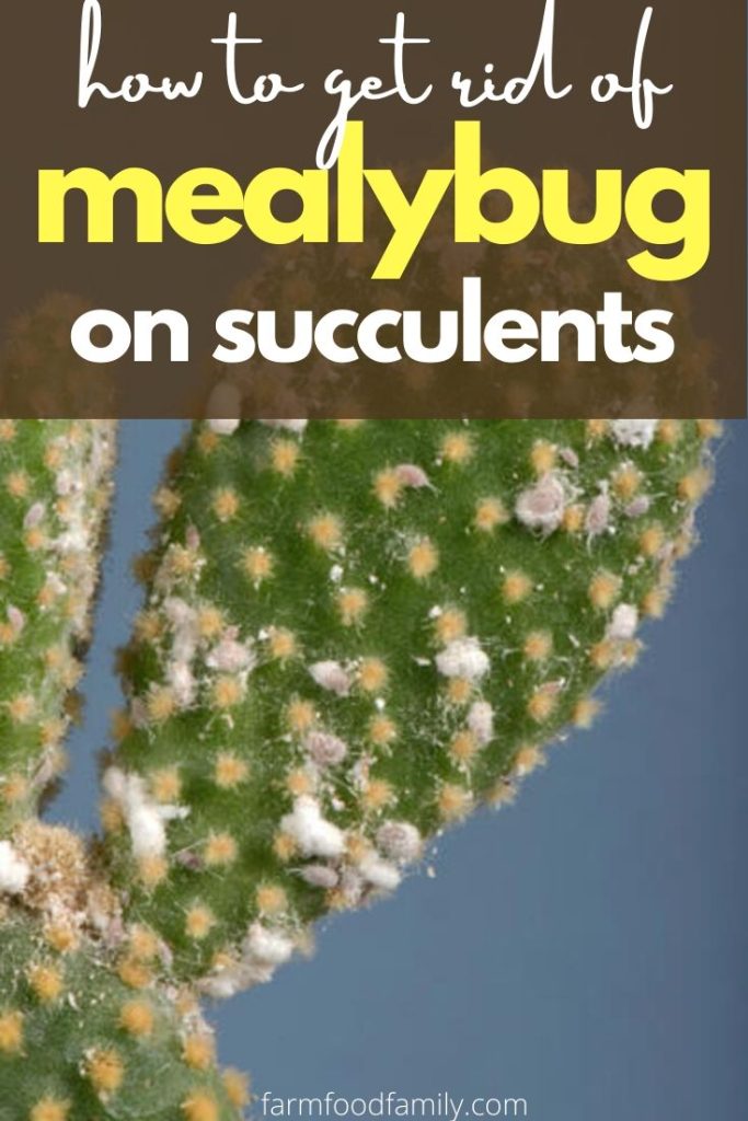 How to Get Rid of Mealybugs on Succulents: 5 Natural Ways