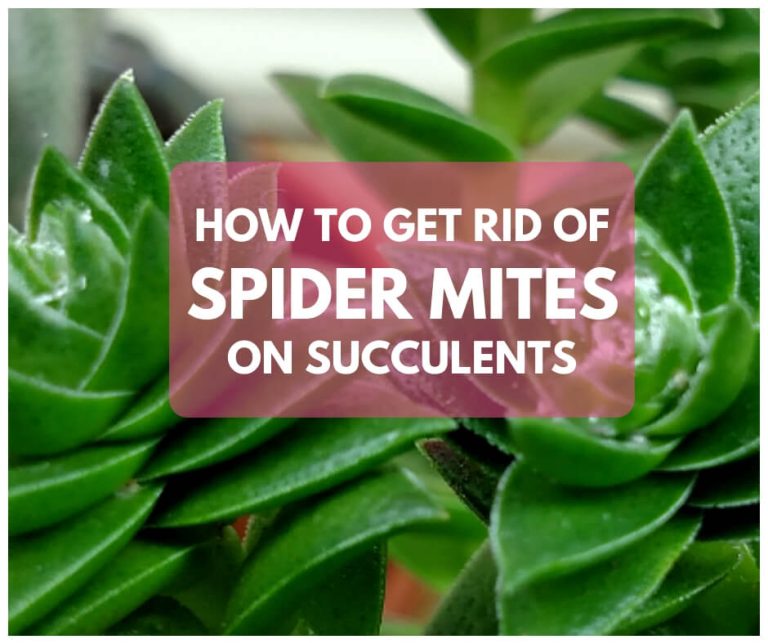 5 Natural Ways To Get Rid Of Spider Mites on Succulents