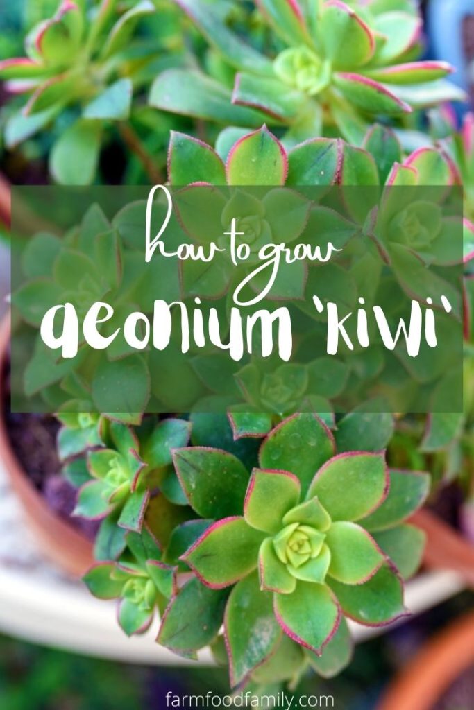 Aeonium 'Kiwi' Succulent: Facts, Care, Growing Problems & Diseases