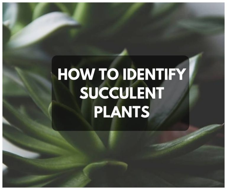 Succulent Identification: 3 Ways To Identify Succulent Plants With Pictures
