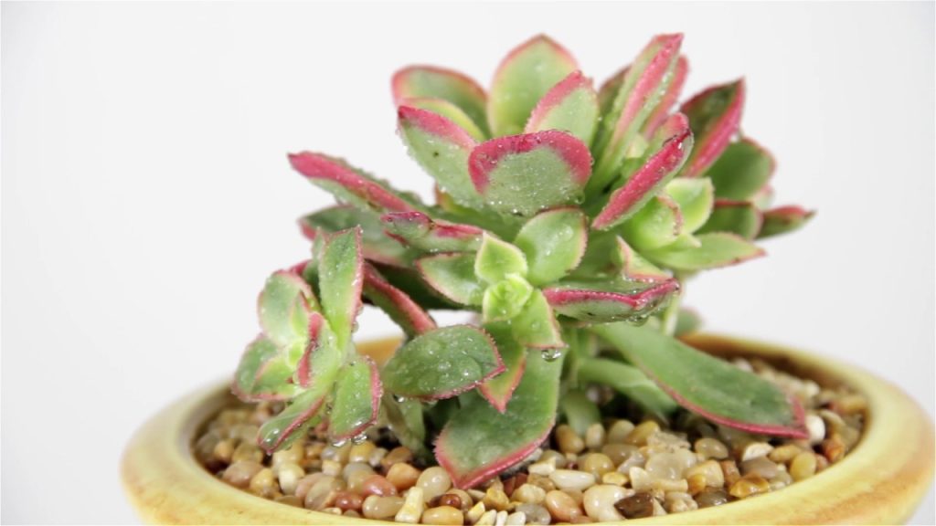 Aeonium 'Kiwi' Succulent: Facts, Care, Growing Problems & Diseases