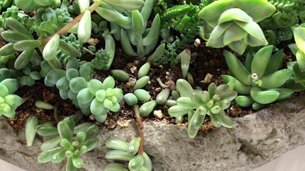 5 Natural Ways To Get Rid Of Spider Mites on Succulents