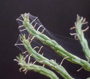 5 Natural Ways To Get Rid Of Spider Mites on Succulents