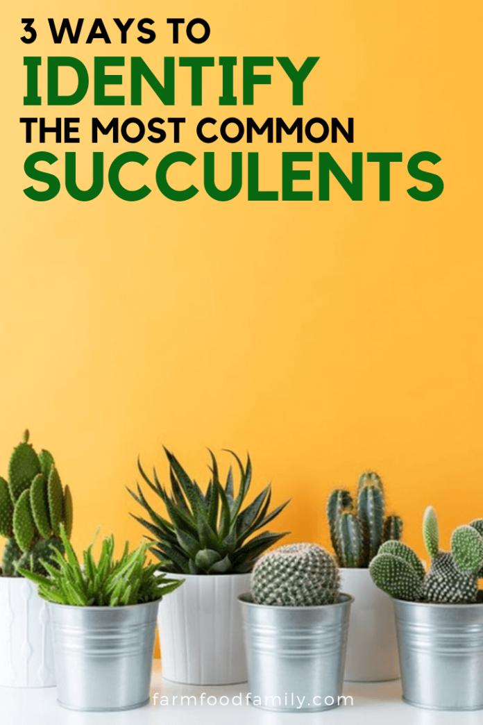 Succulent Identification: 3 Ways To Identify Succulent Plants With Pictures