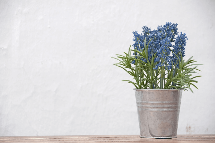 10 Best Houseplants for Depression and Anxiety