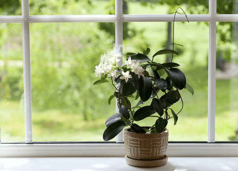 10 Best Houseplants for Depression and Anxiety