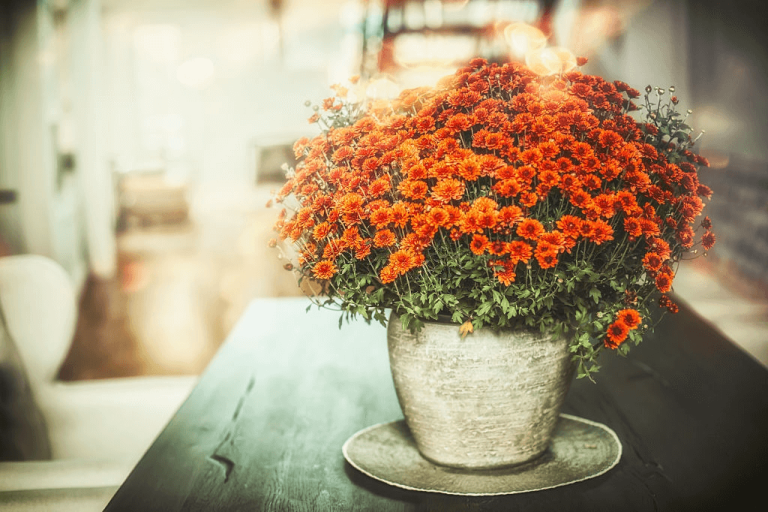 10 Best Houseplants for Depression and Anxiety