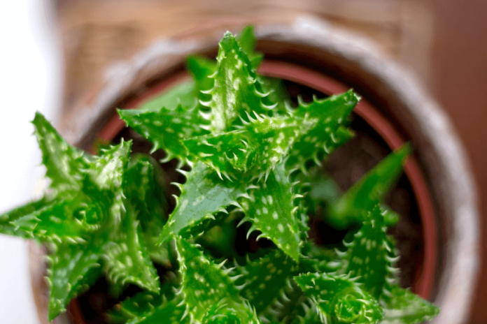 Aloe Juvenna 'Tiger Tooth Aloe': Wiki, Facts, Growing, Care, Problems