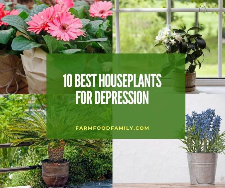 10 Best Houseplants for Depression and Anxiety