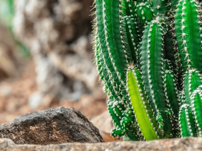 Acanthocereus Tetragonus 'Fairy Castle Cactus': Wiki, Growing, Care ...