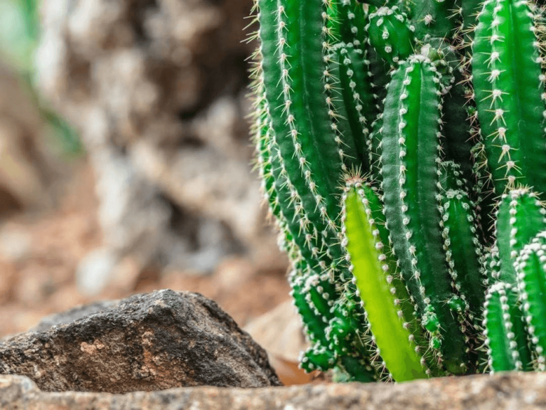 Acanthocereus Tetragonus 'Fairy Castle Cactus': Wiki, Growing, Care ...